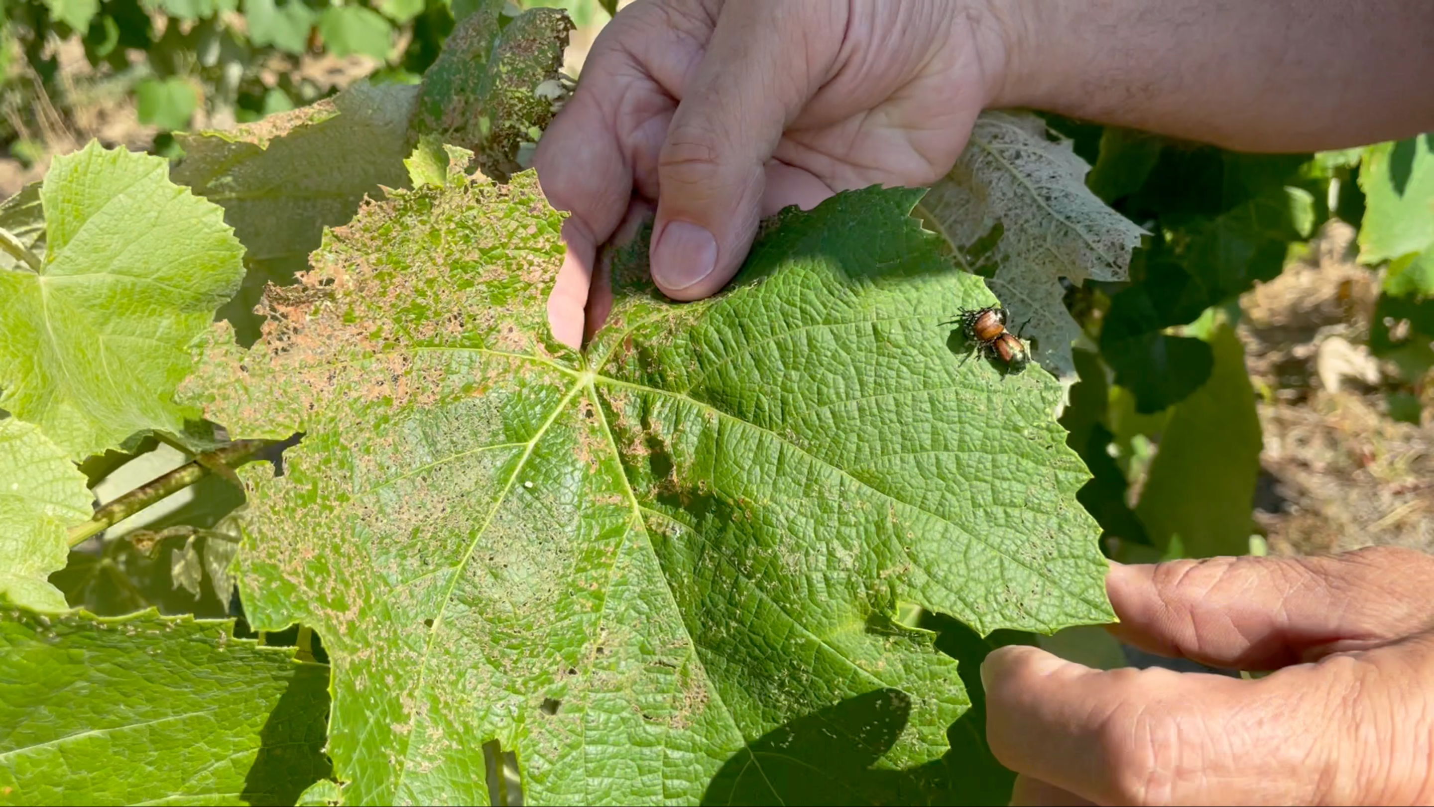 Beetle Damage, July 2022 – Arrowhead Wine Cellars